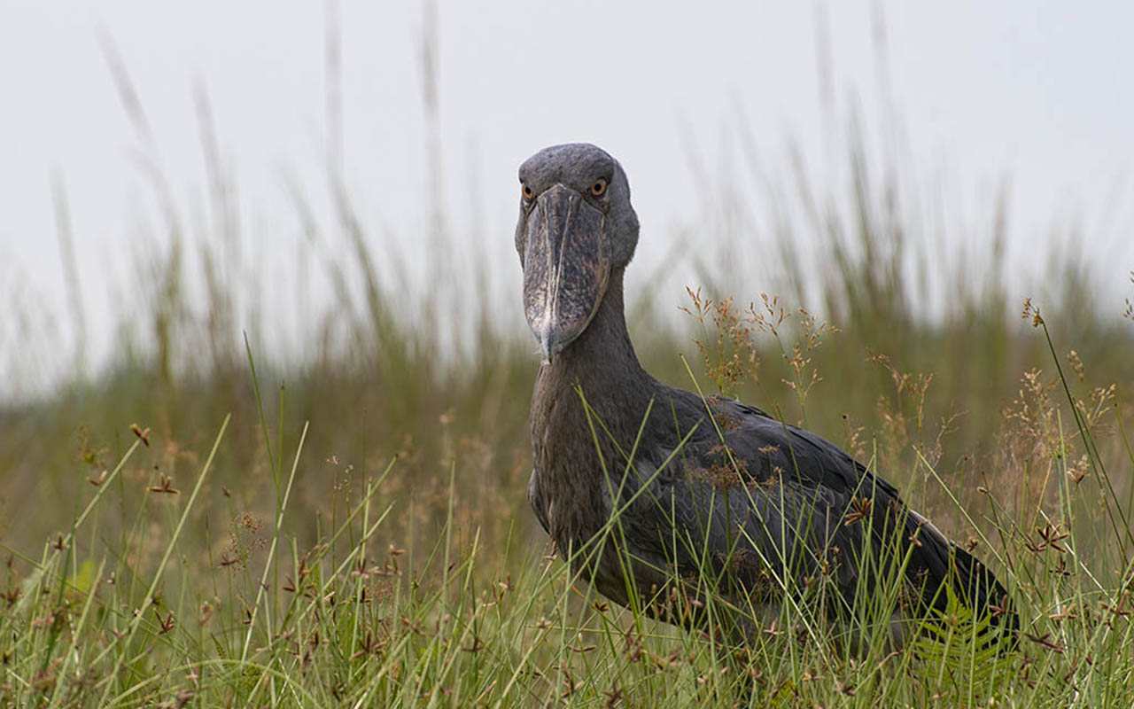 Uganda Birding Hotspots - Mabamba Wetland | Untamed Uganda Safaris